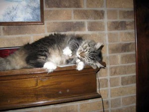 Pierre…the Polydactyl, Maine Coon, Hemingway cat… | The Old Victorian
